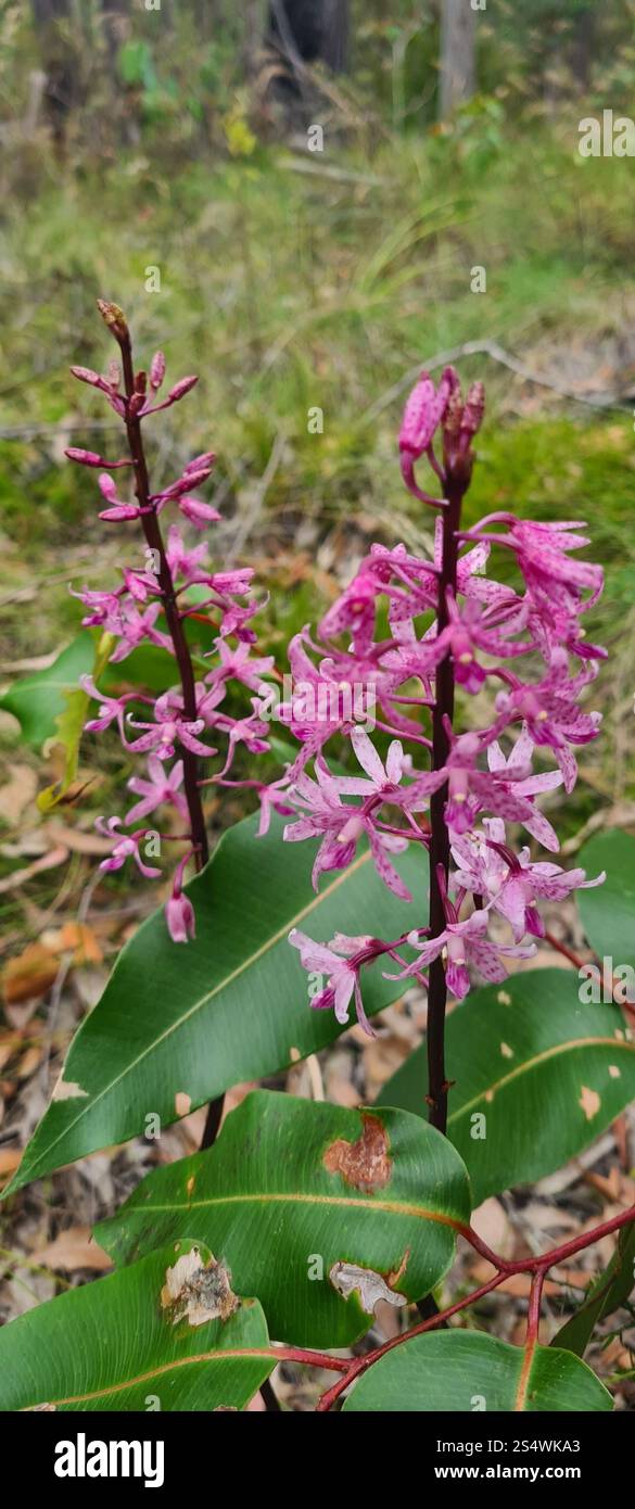 Blotched Hyacinth-Orchid (Dipodium punctatum Stock Photo - Alamy