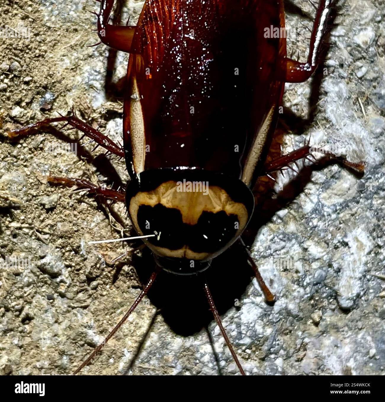 Australian Cockroach (Periplaneta australasiae Stock Photo - Alamy