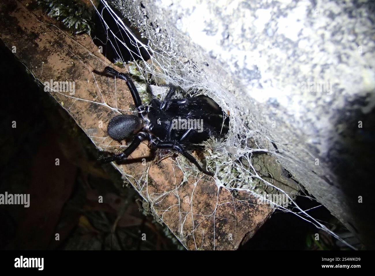 Blue Mountains Funnel-web Spider (Hadronyche versuta Stock Photo - Alamy