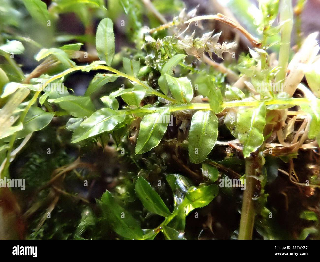 Palm-tree Moss (Plagiomnium undulatum Stock Photo - Alamy