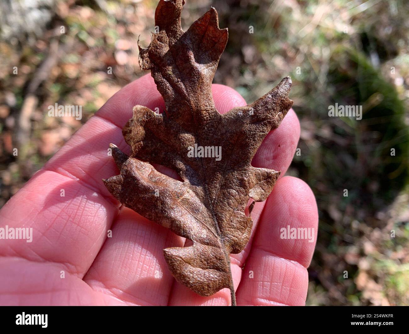 Oregon oak (Quercus garryana Stock Photo - Alamy