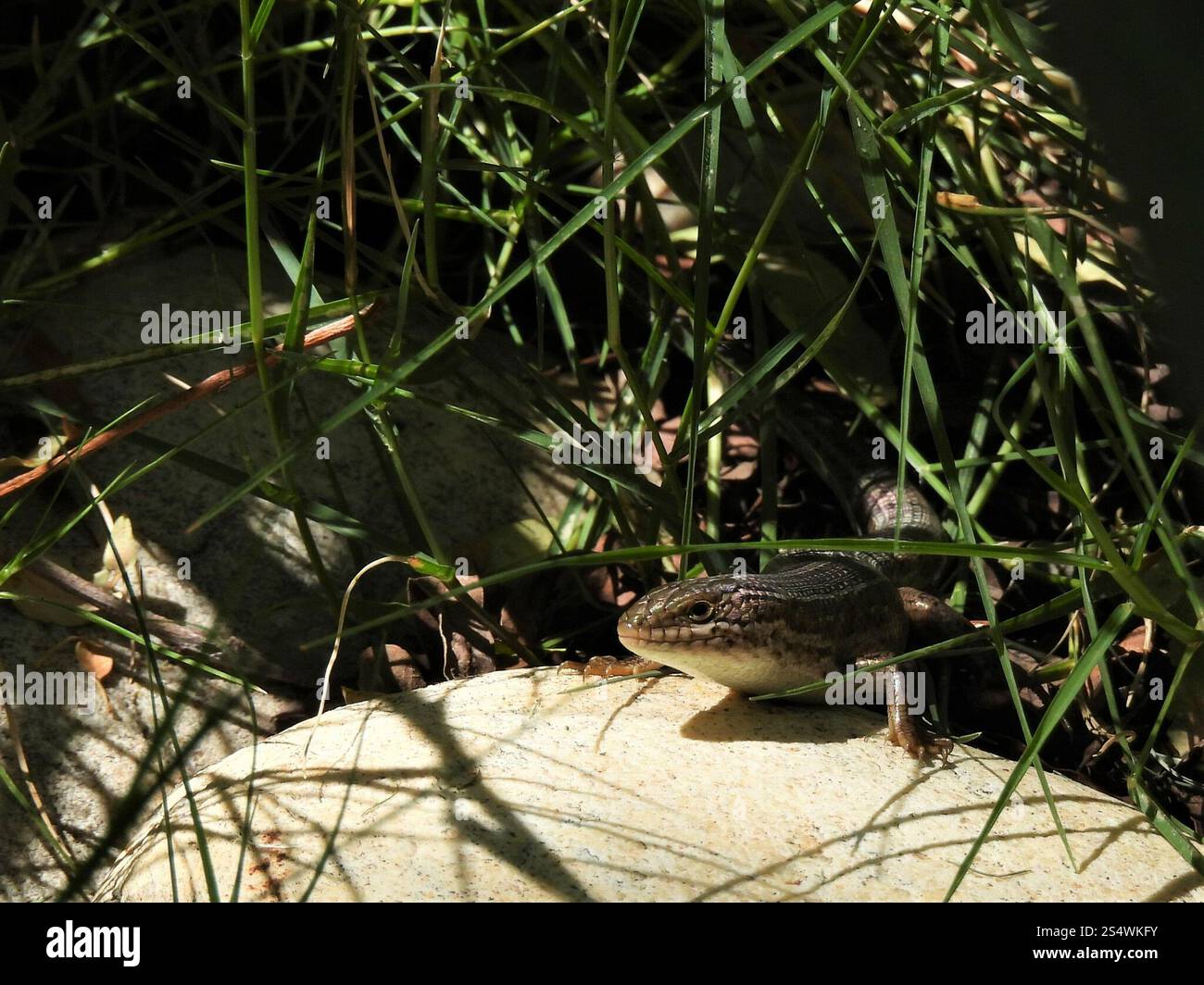 Cape Skink (Trachylepis capensis Stock Photo - Alamy