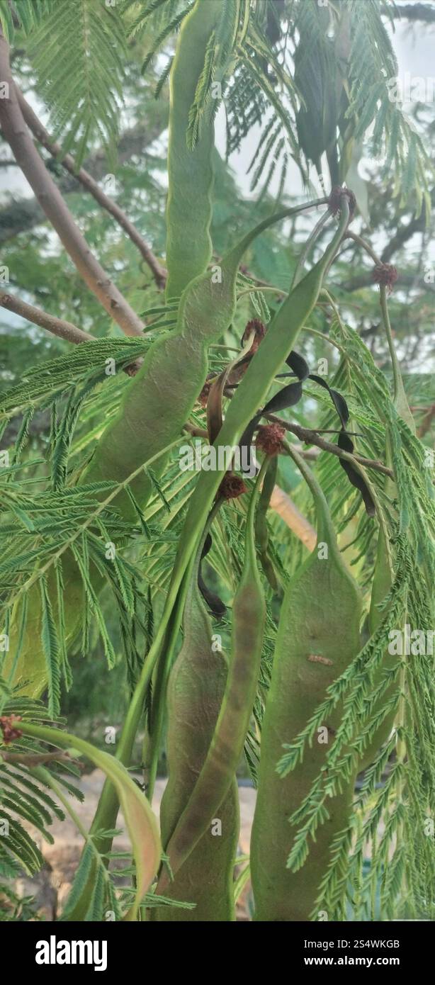 Red Angico (Anadenanthera colubrina Stock Photo - Alamy