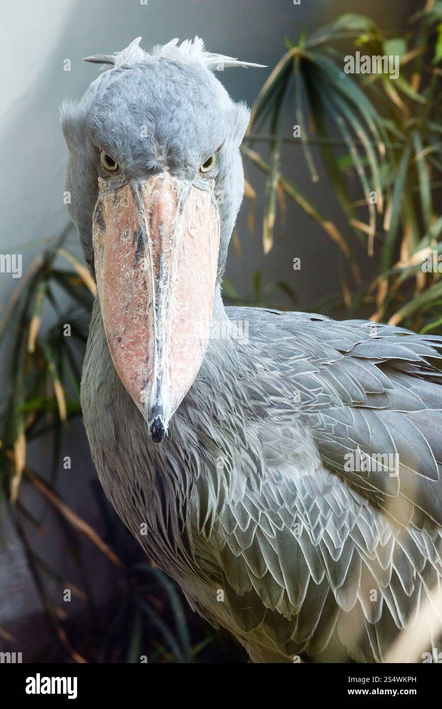 The shoebill (Balaeniceps rex) with a beak, similar to wooden shoe ...