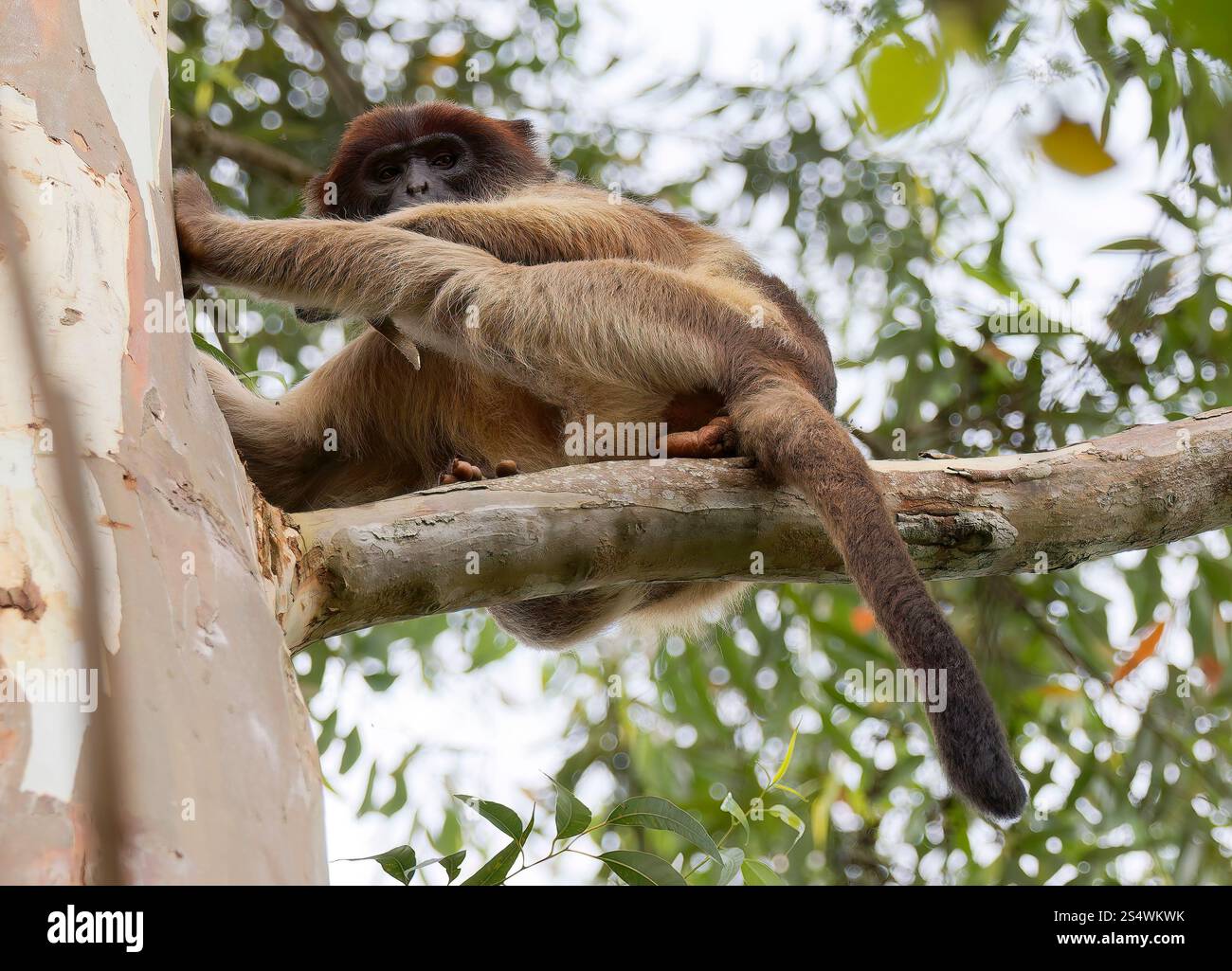 Ugandan red colobus, Uganda-Stummelaffe, Piliocolobus tephrosceles ...