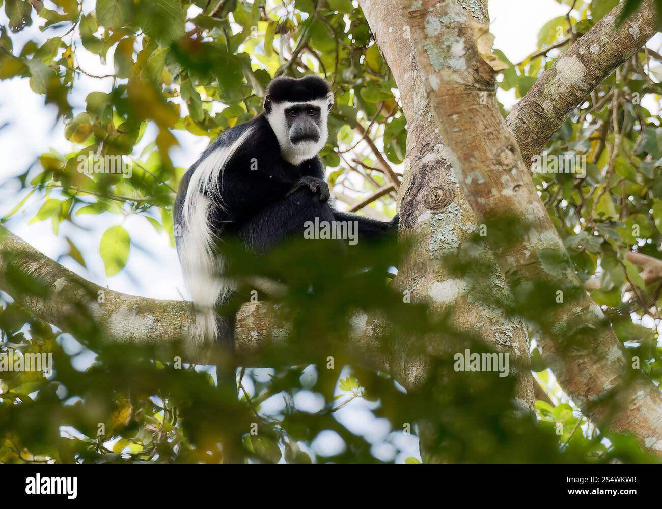 mantled guereza, Mantelaffe, guéréza, Colobus guereza occidentalis ...
