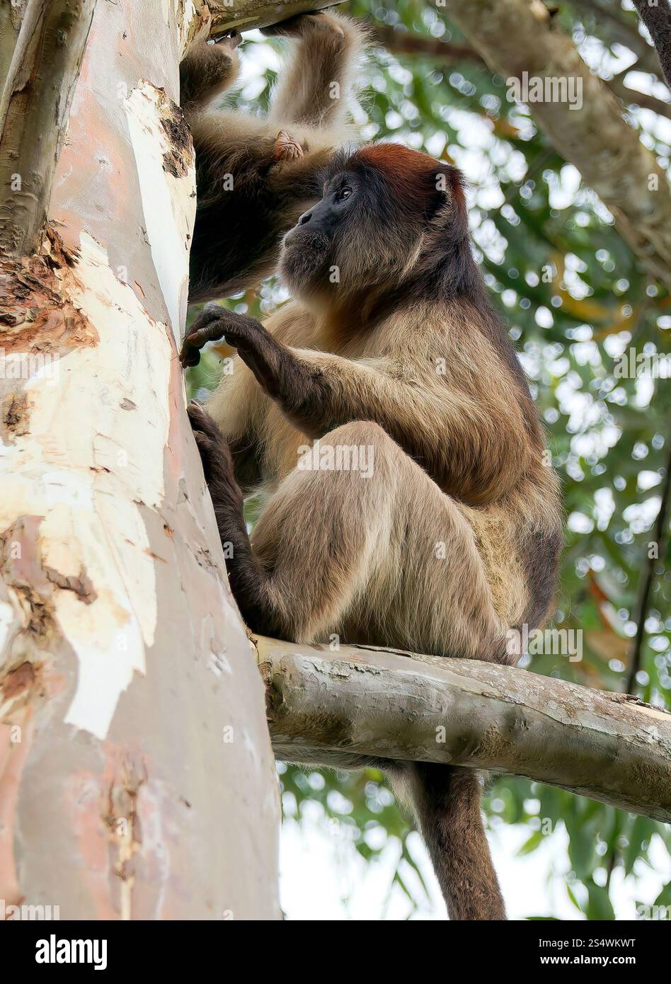 Ugandan red colobus, Uganda-Stummelaffe, Piliocolobus tephrosceles ...