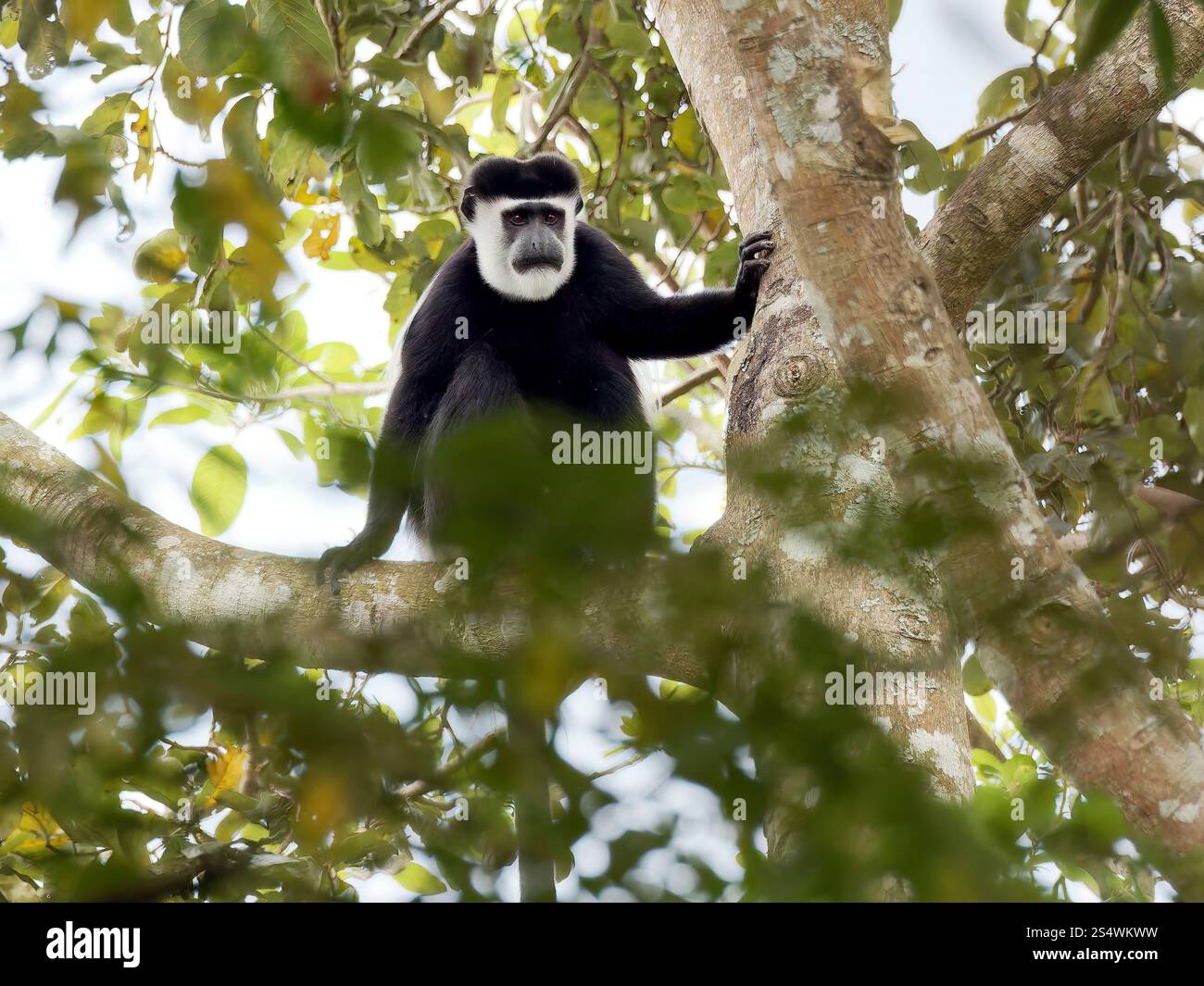 mantled guereza, Mantelaffe, guéréza, Colobus guereza occidentalis ...