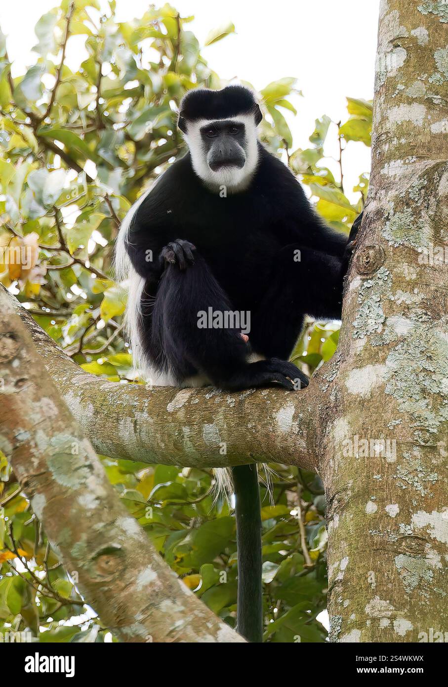 mantled guereza, Mantelaffe, guéréza, Colobus guereza occidentalis ...