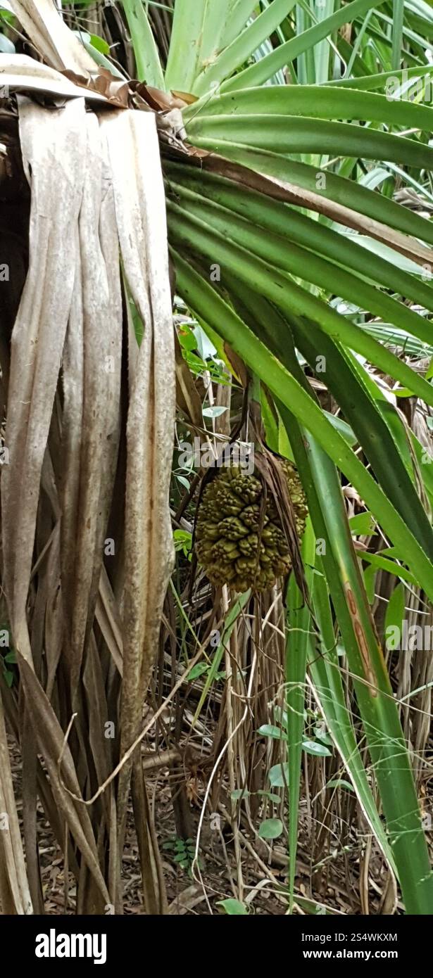 thatch screwpine (Pandanus tectorius Stock Photo - Alamy