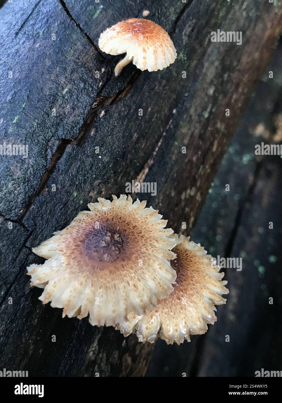 Sulcate Sunhead (Heliocybe sulcata Stock Photo - Alamy