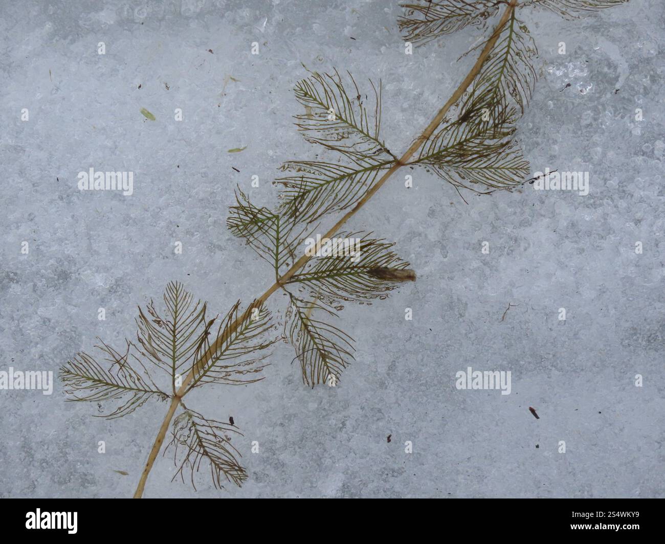 Eurasian water-milfoil (Myriophyllum spicatum Stock Photo - Alamy
