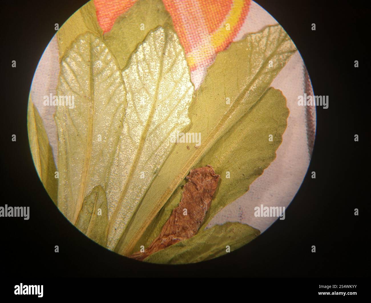 Mistassini Primrose (Primula mistassinica Stock Photo - Alamy