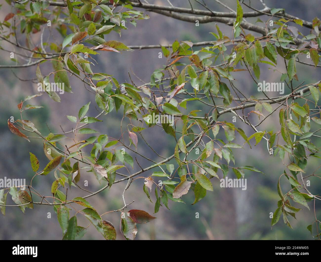 Chinese flowering ash (Fraxinus insularis Stock Photo - Alamy