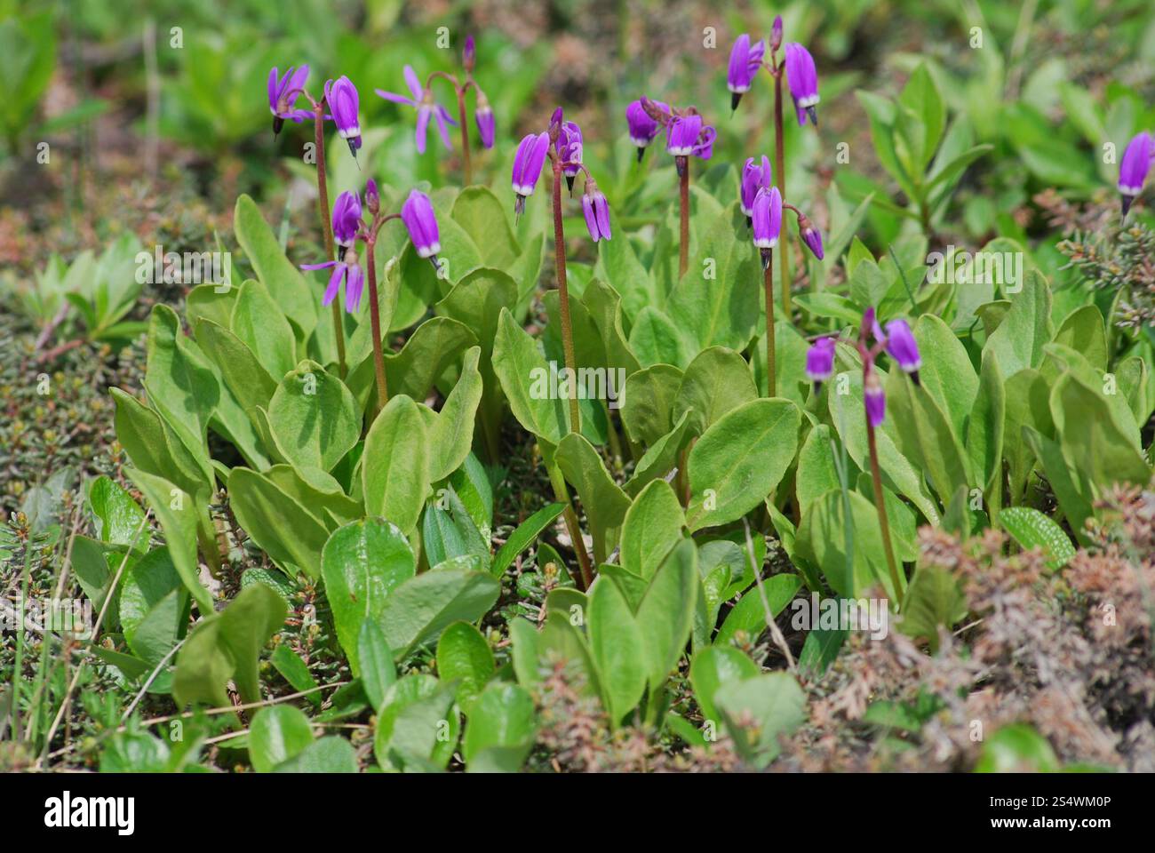 Northern Shooting Star (Primula frigida Stock Photo - Alamy