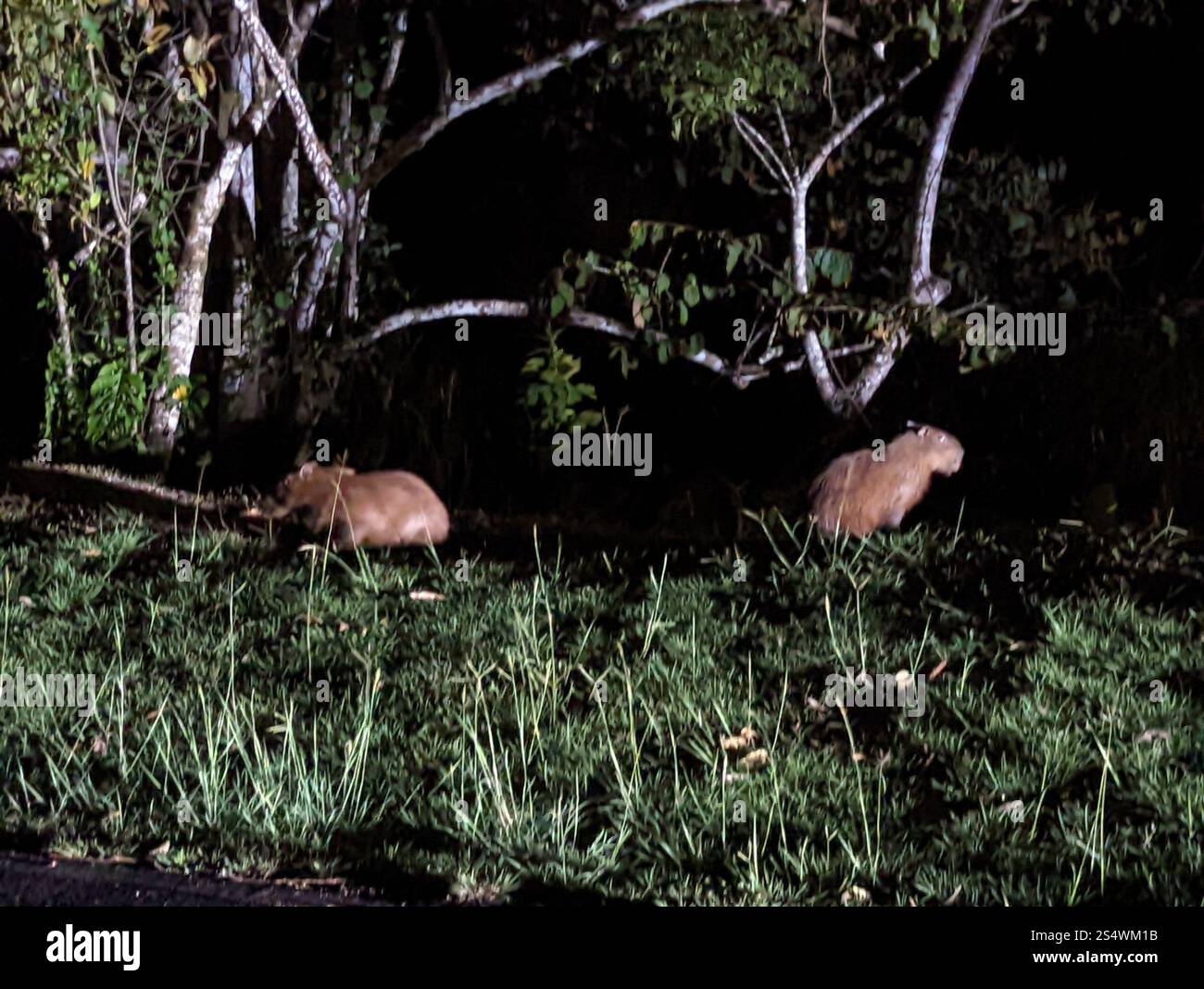 Lesser Capybara (Hydrochoerus isthmius Stock Photo - Alamy
