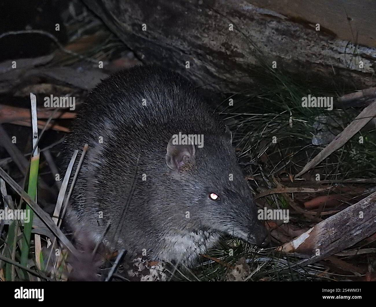 Southern Brown Bandicoot (Isoodon obesulus Stock Photo - Alamy