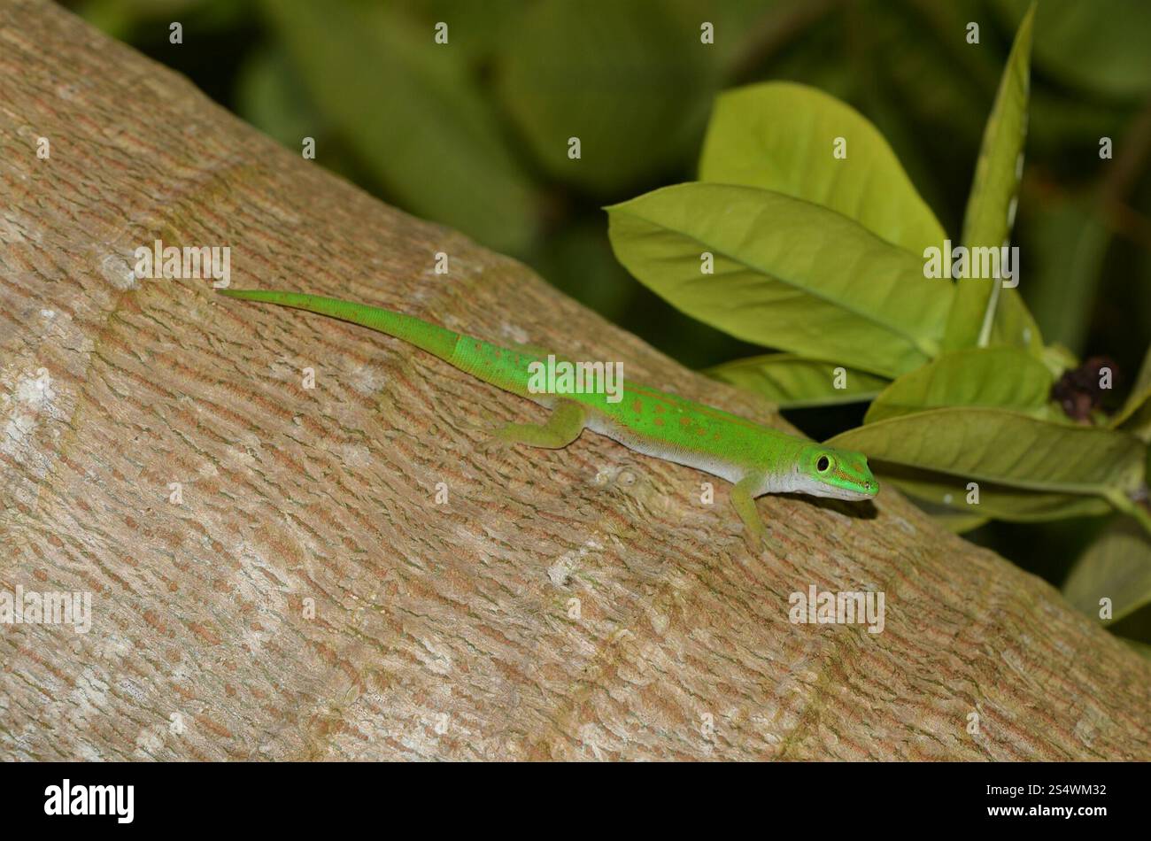 (Phelsuma astriata semicarinata Stock Photo - Alamy