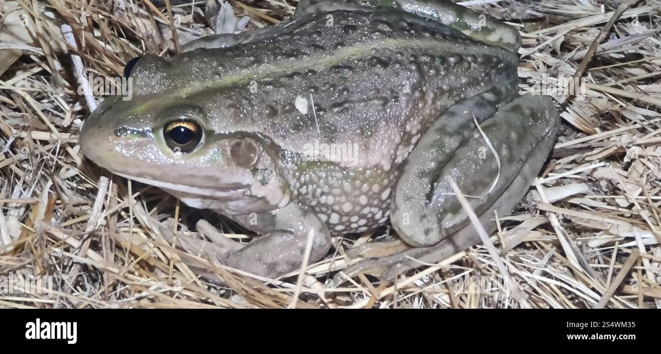 Southern Bell Frog (Ranoidea raniformis Stock Photo - Alamy