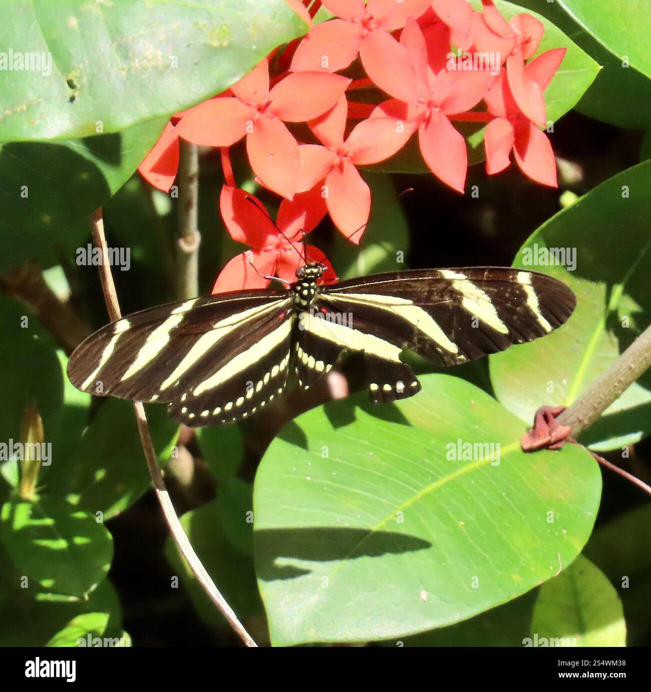 Zebra Longwing (Heliconius charithonia Stock Photo - Alamy