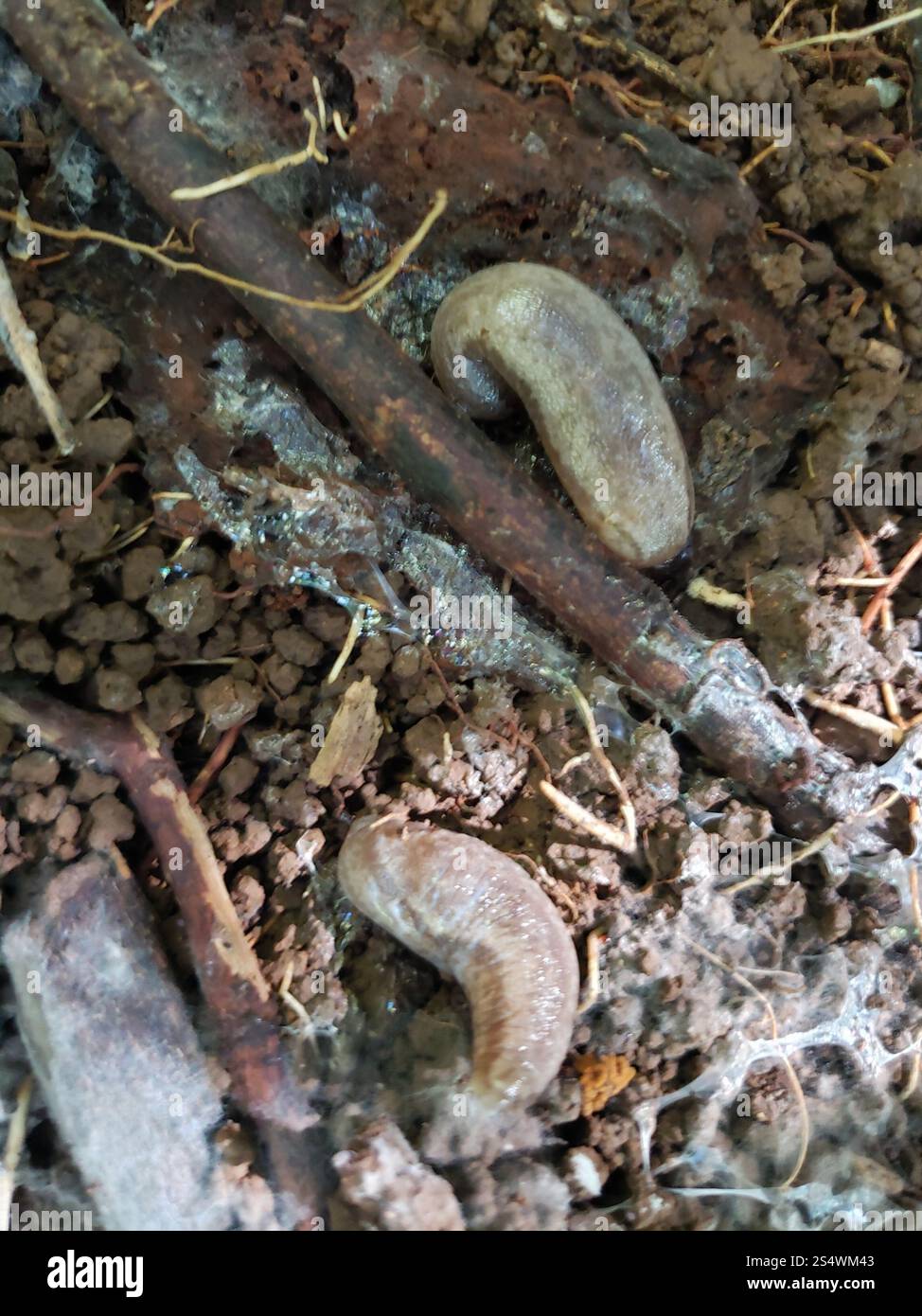 Chinese Slug (Meghimatium bilineatum Stock Photo - Alamy