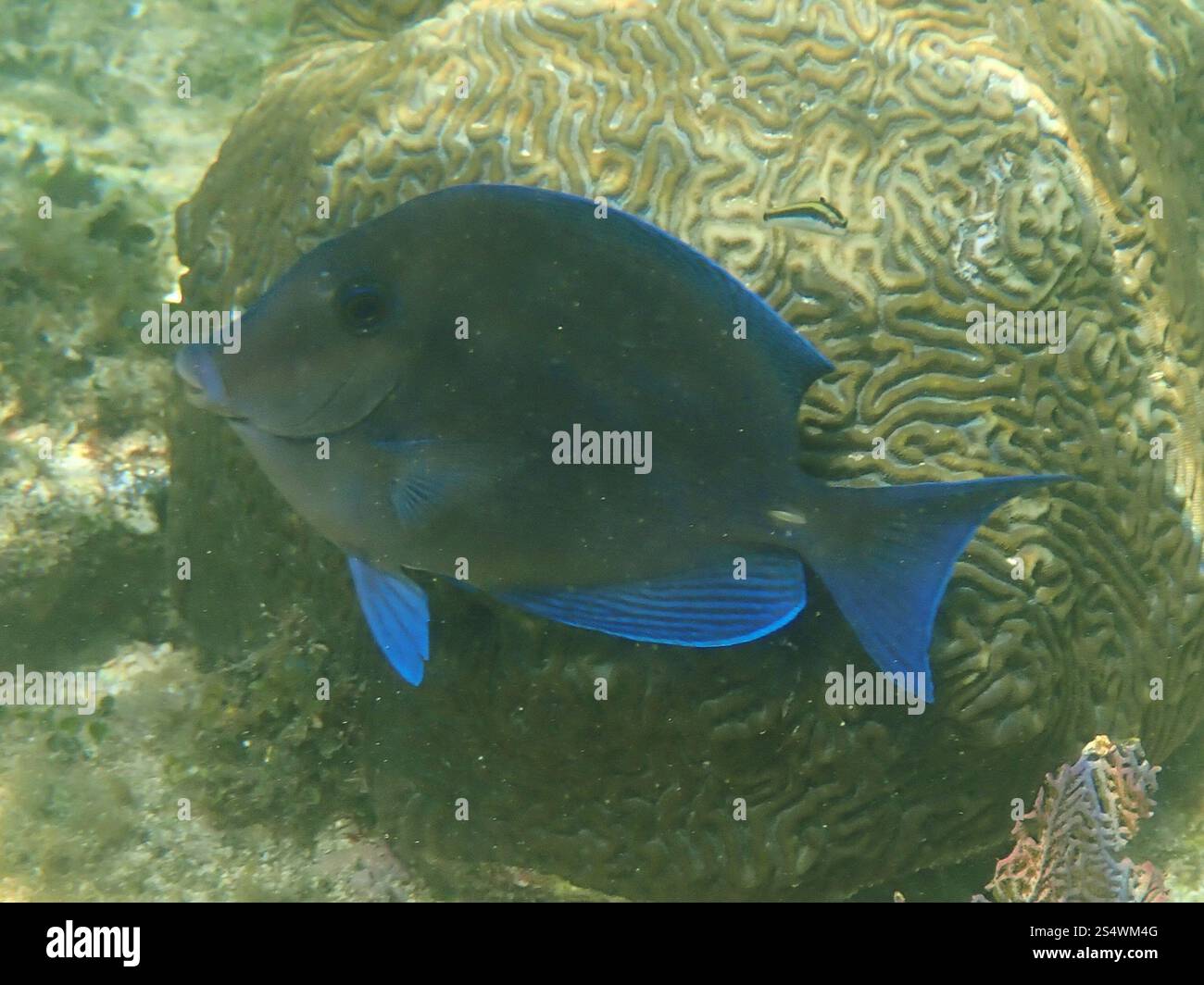 Atlantic Blue Tang (Acanthurus coeruleus Stock Photo - Alamy