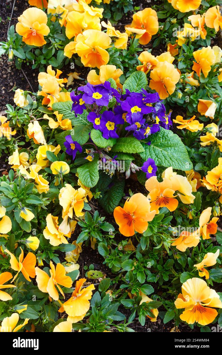 Blossoming yellow Viola tricolor flowers and one bush of violet primula ...
