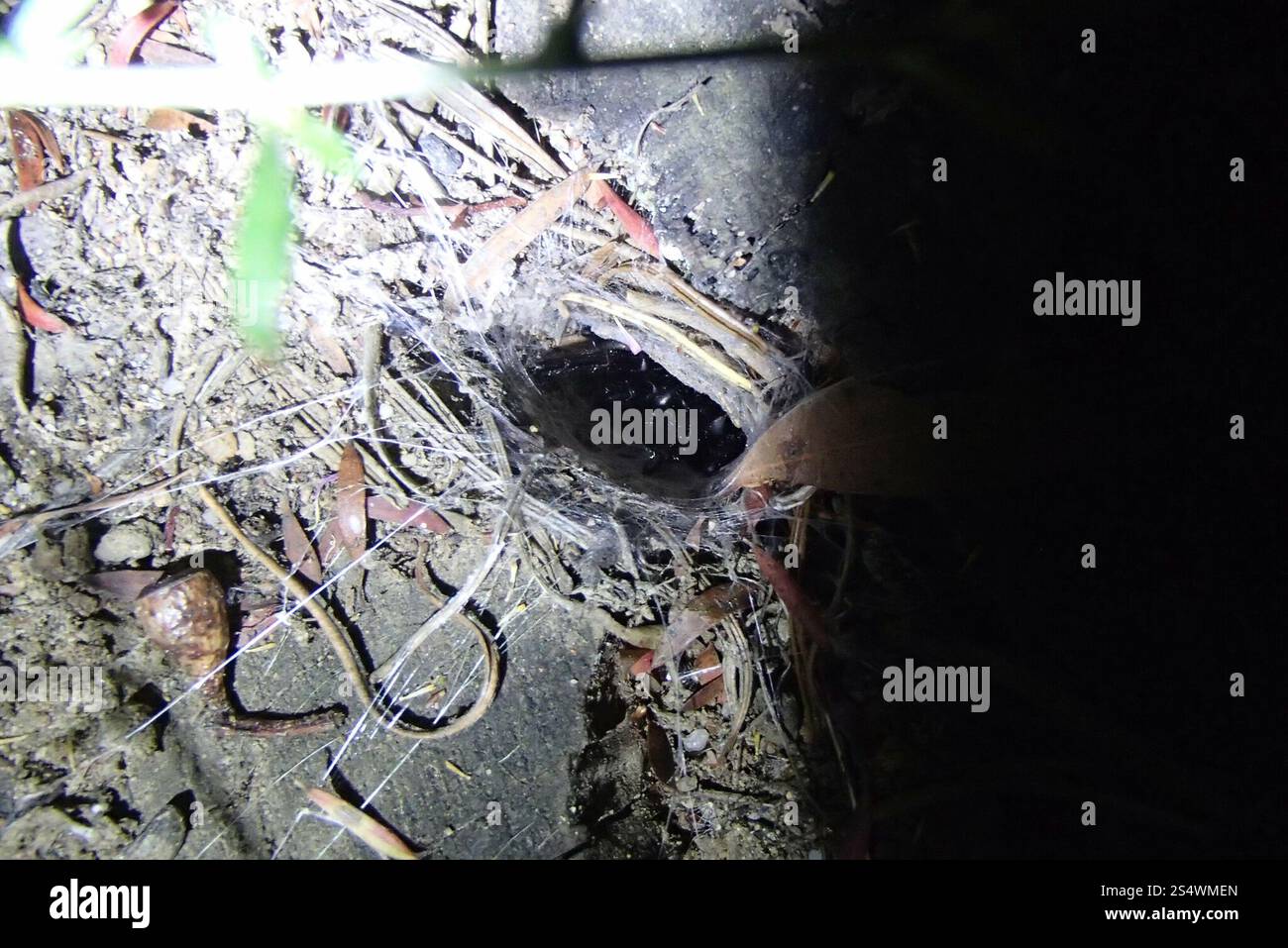 Blue Mountains Funnel-web Spider (Hadronyche versuta Stock Photo - Alamy