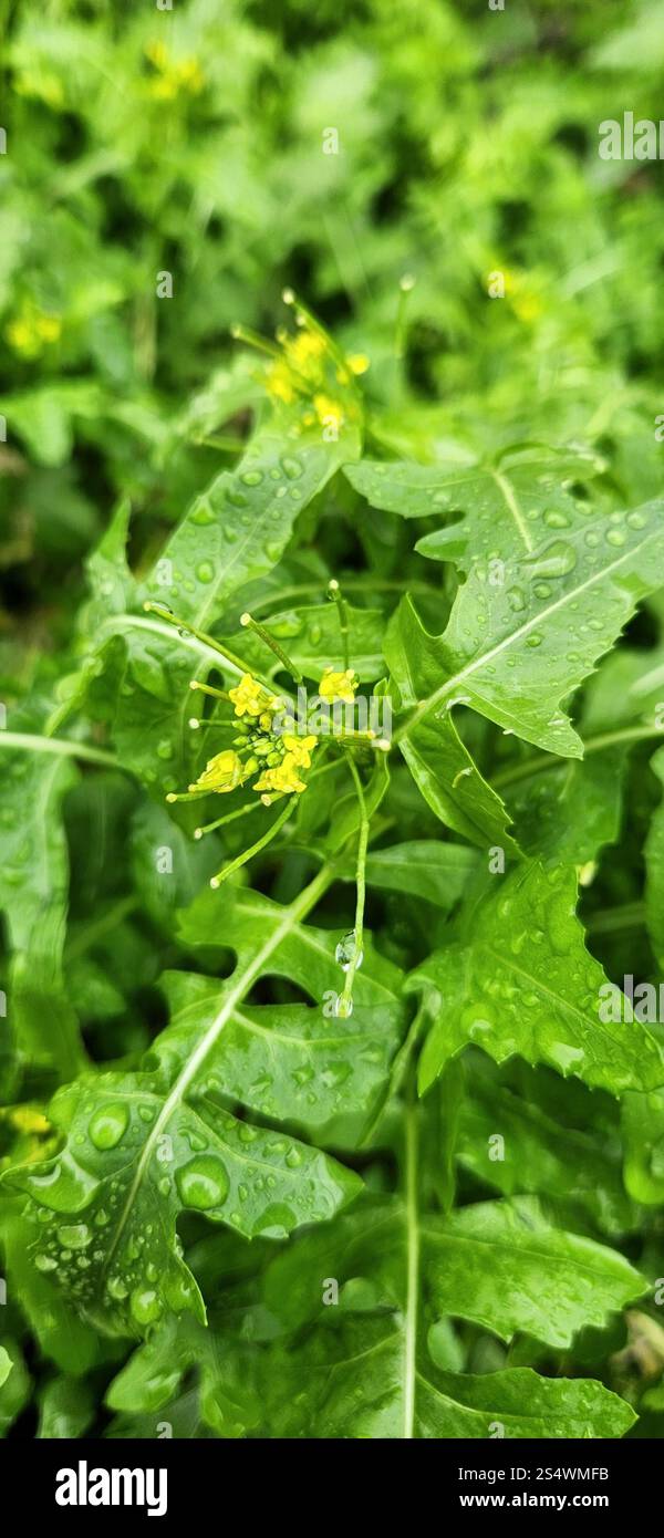 London rocket (Sisymbrium irio Stock Photo - Alamy