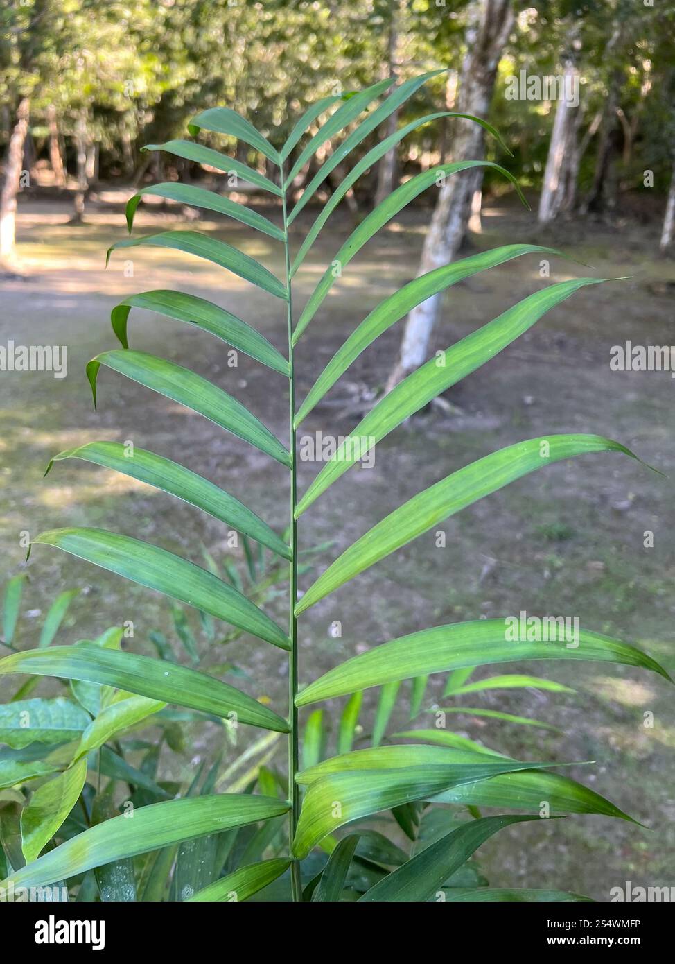 Reed Palm (Chamaedorea seifrizii Stock Photo - Alamy