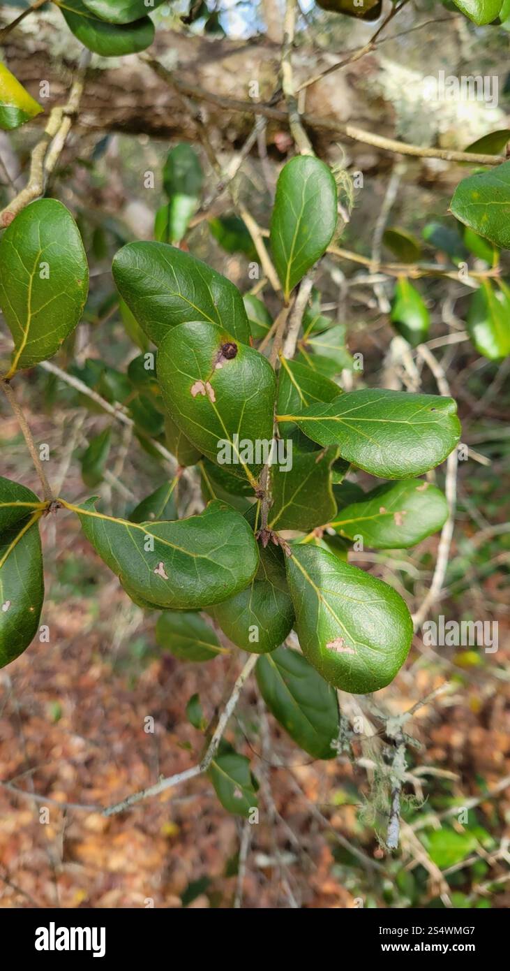 Myrtle Oak (Quercus myrtifolia Stock Photo - Alamy