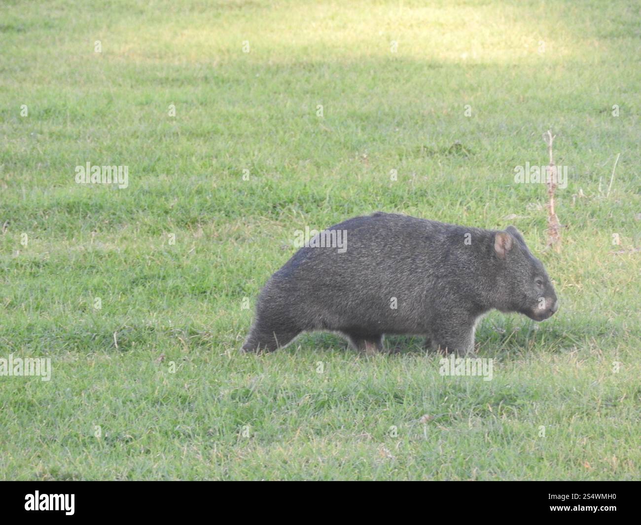 Tasmanian Wombat (Vombatus ursinus tasmaniensis Stock Photo - Alamy