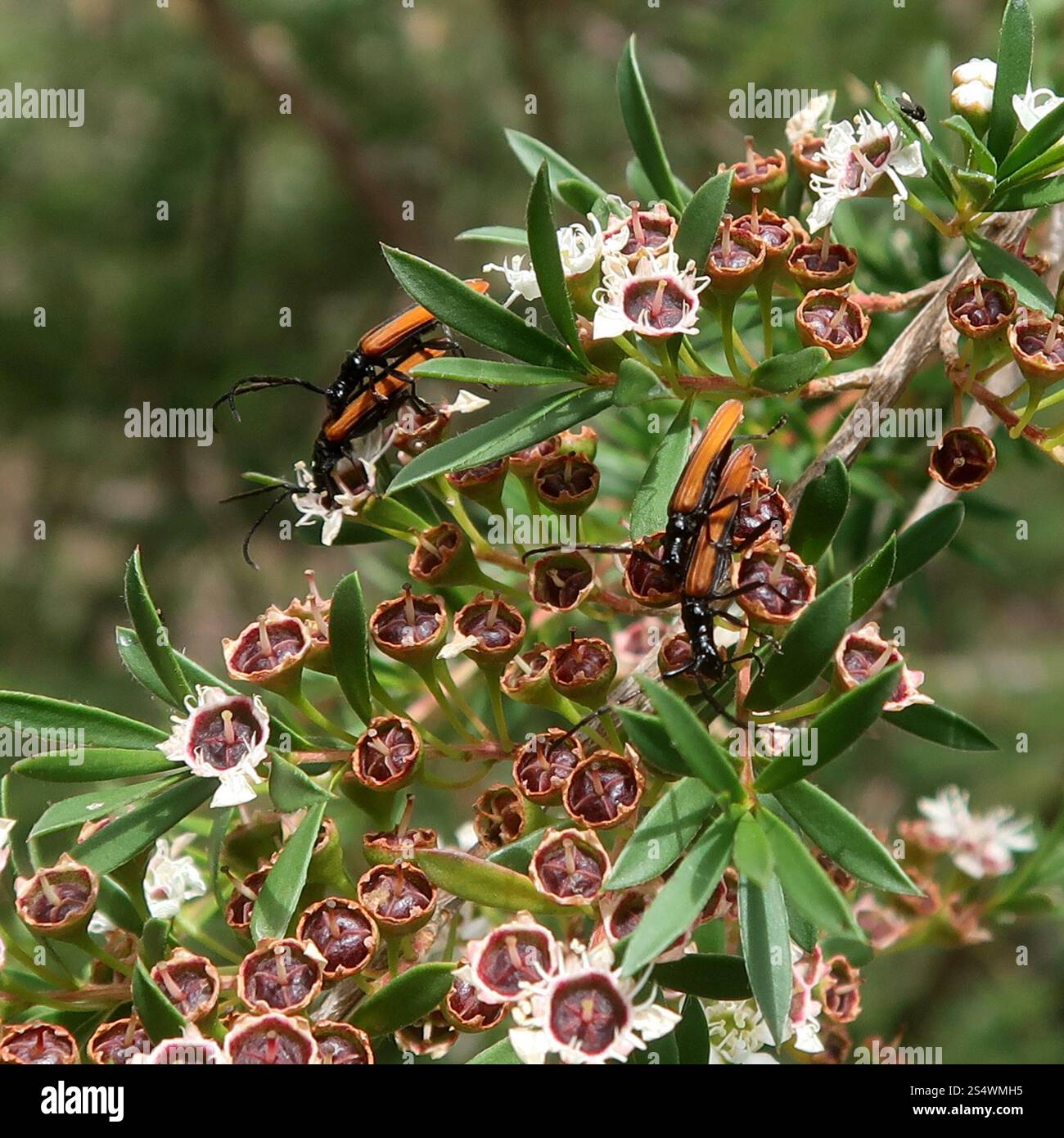 Stinking Longicorn (Stenoderus suturalis Stock Photo - Alamy