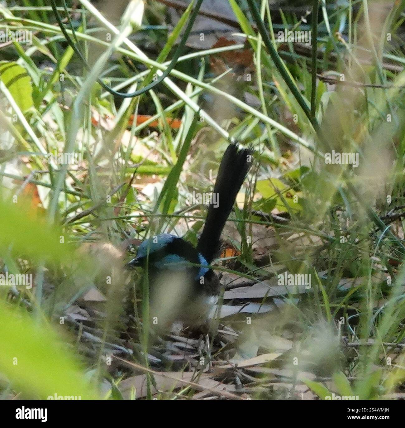 Superb Fairywren (Malurus cyaneus Stock Photo - Alamy