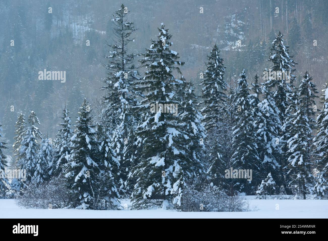 Fir forest landscape mountain hi-res stock photography and images - Alamy