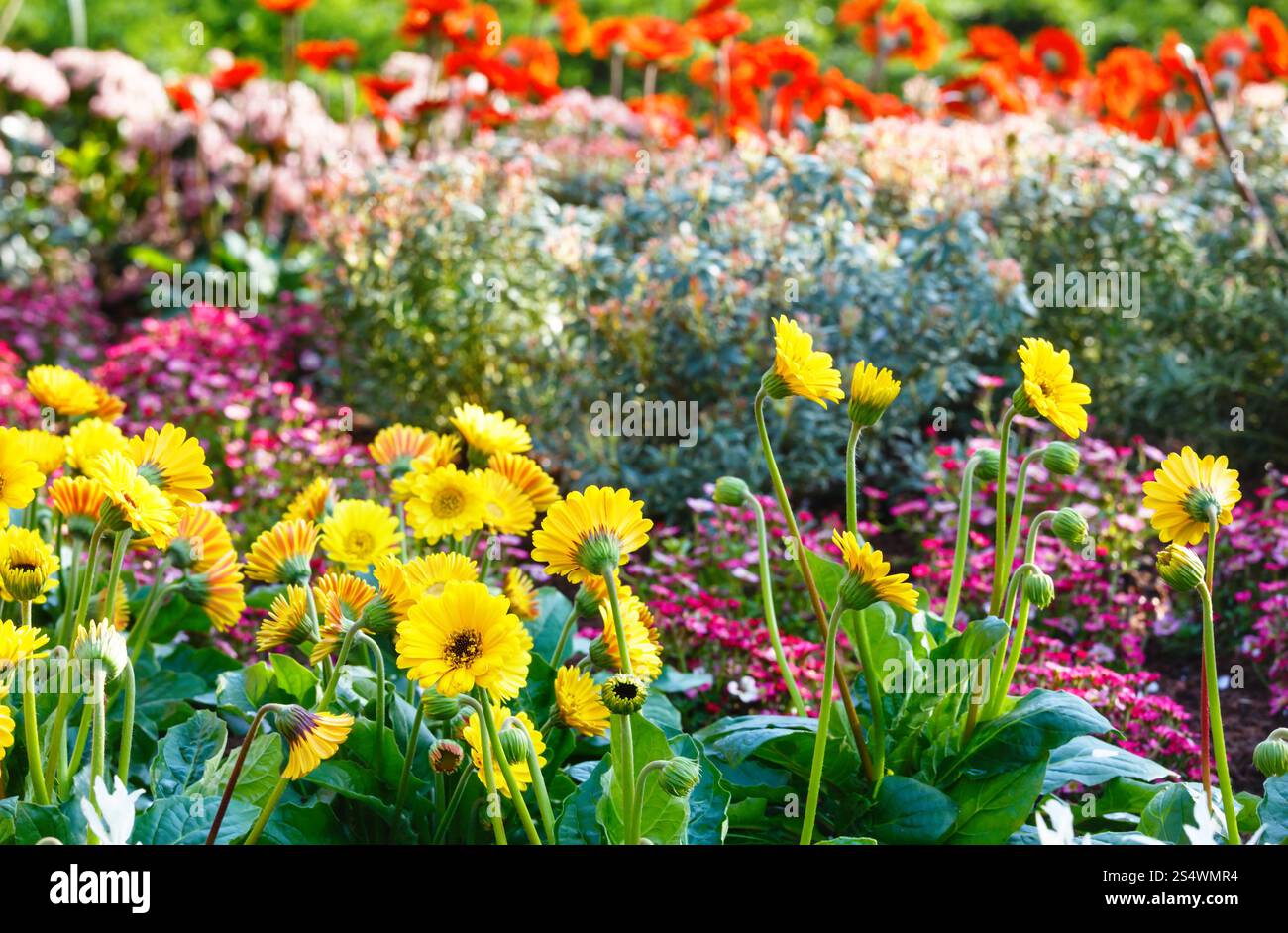 Marigold flower in yellow hi-res stock photography and images - Alamy