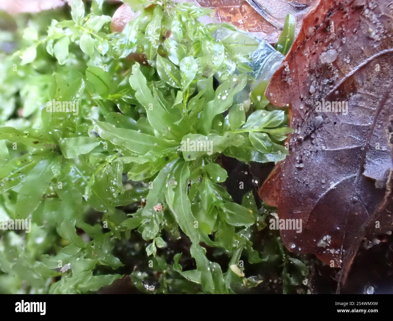 Palm-tree Moss (Plagiomnium undulatum Stock Photo - Alamy