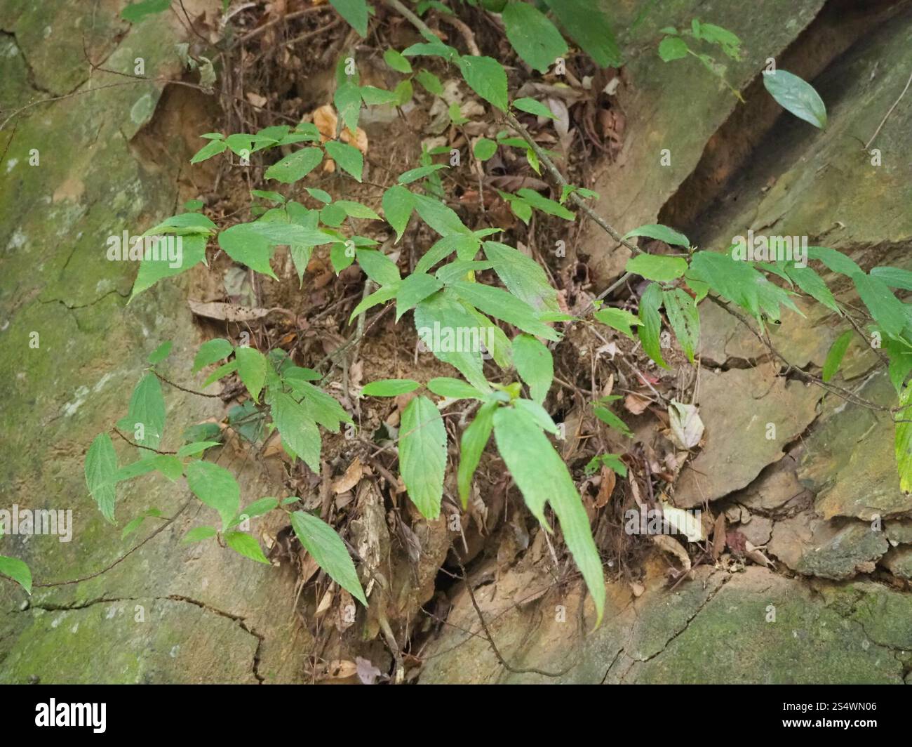 (Boehmeria zollingeriana podocarpa Stock Photo - Alamy