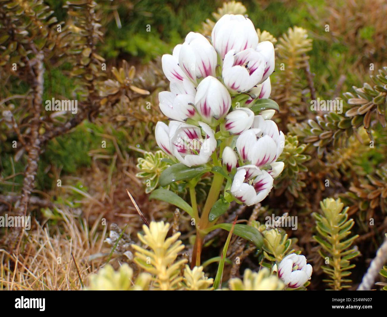 dwarf gentians (Gentianella Stock Photo - Alamy