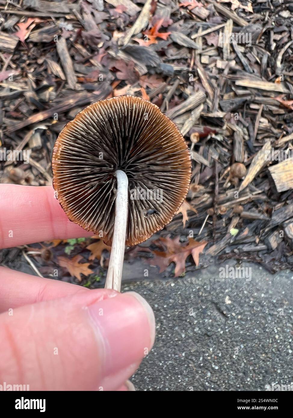 red edge brittlestem (Psathyrella corrugis Stock Photo - Alamy