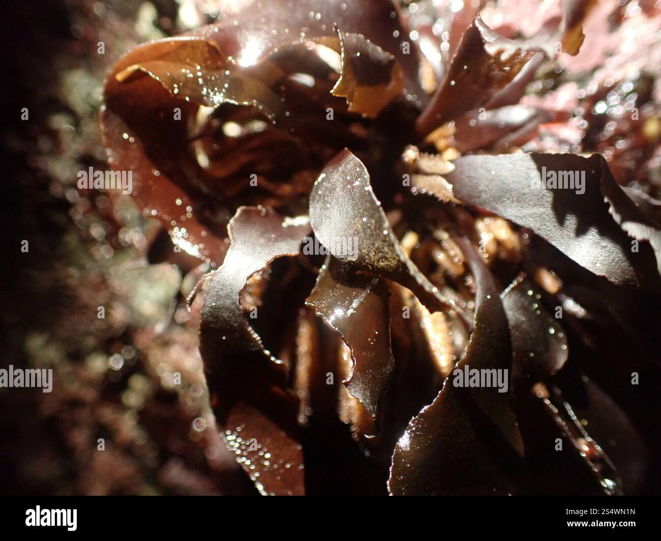 red algae (Rhodophyta Stock Photo - Alamy