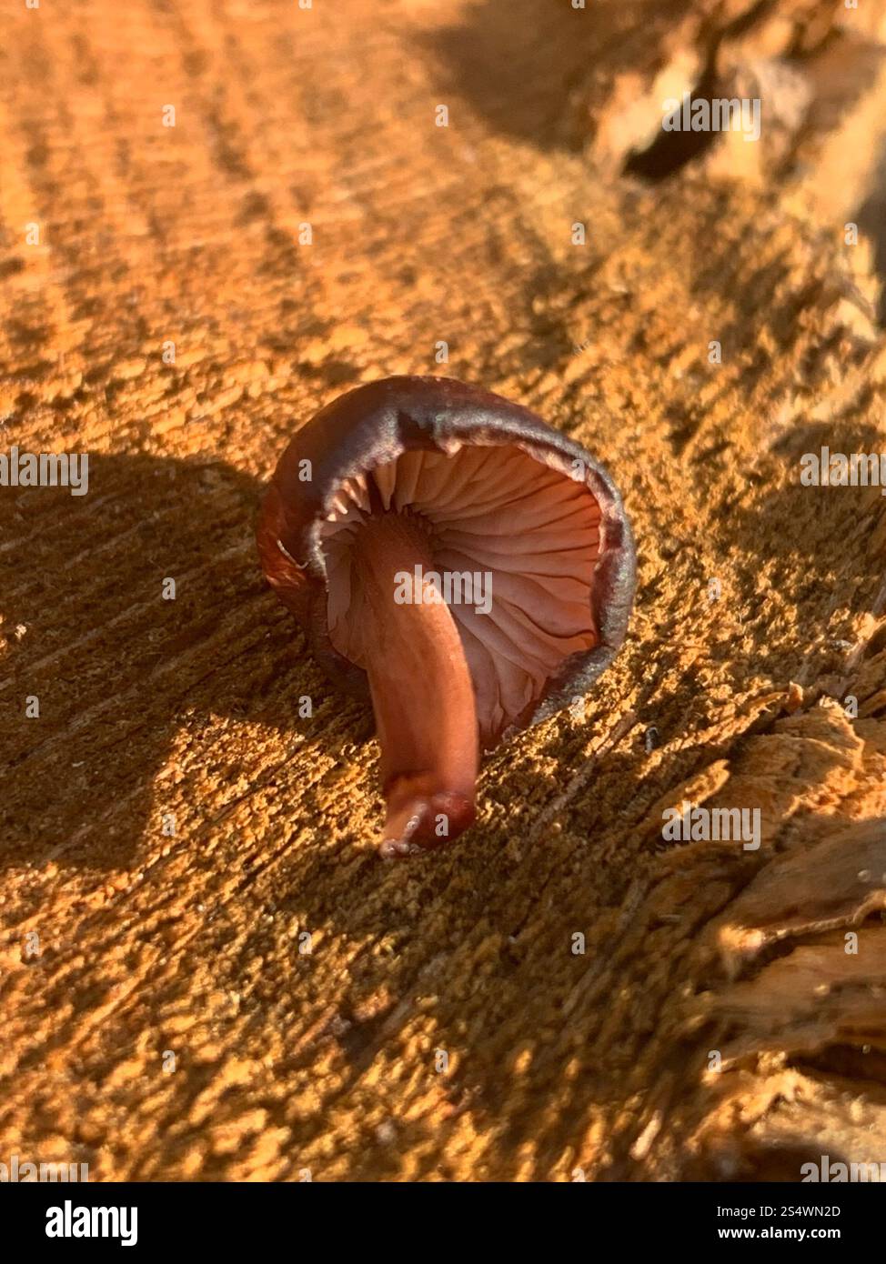 Bleeding Fairy Helmet (Mycena haematopus Stock Photo - Alamy