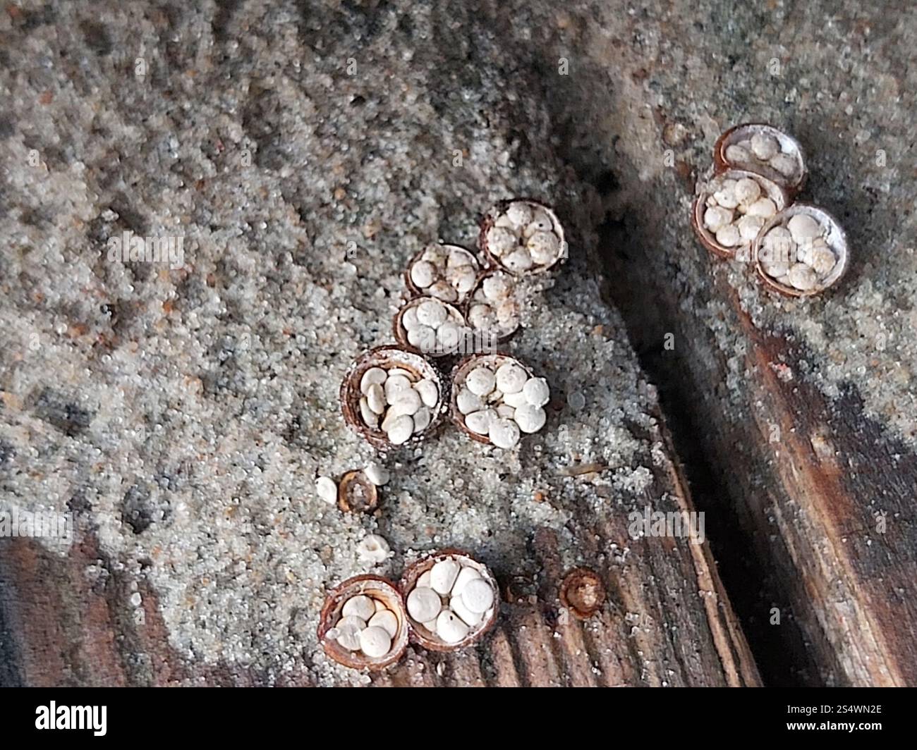 common bird's nest fungus (Crucibulum laeve Stock Photo - Alamy