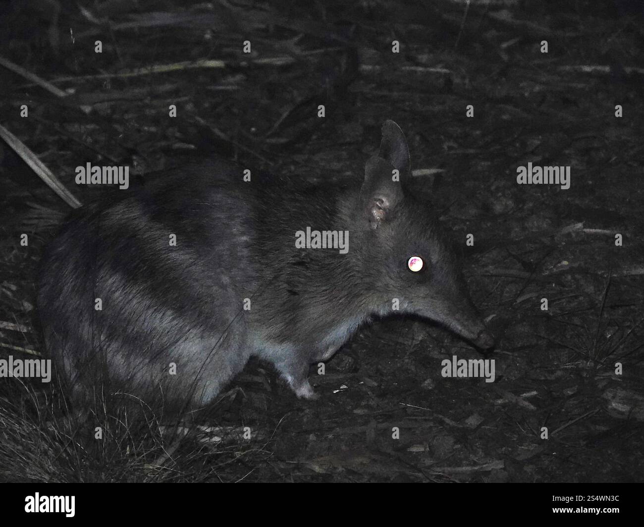 Eastern Barred Bandicoot (Perameles gunnii Stock Photo - Alamy