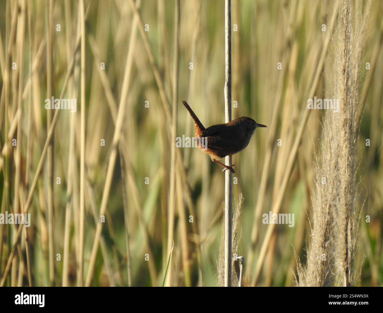 Grass Wren (Cistothorus platensis Stock Photo - Alamy