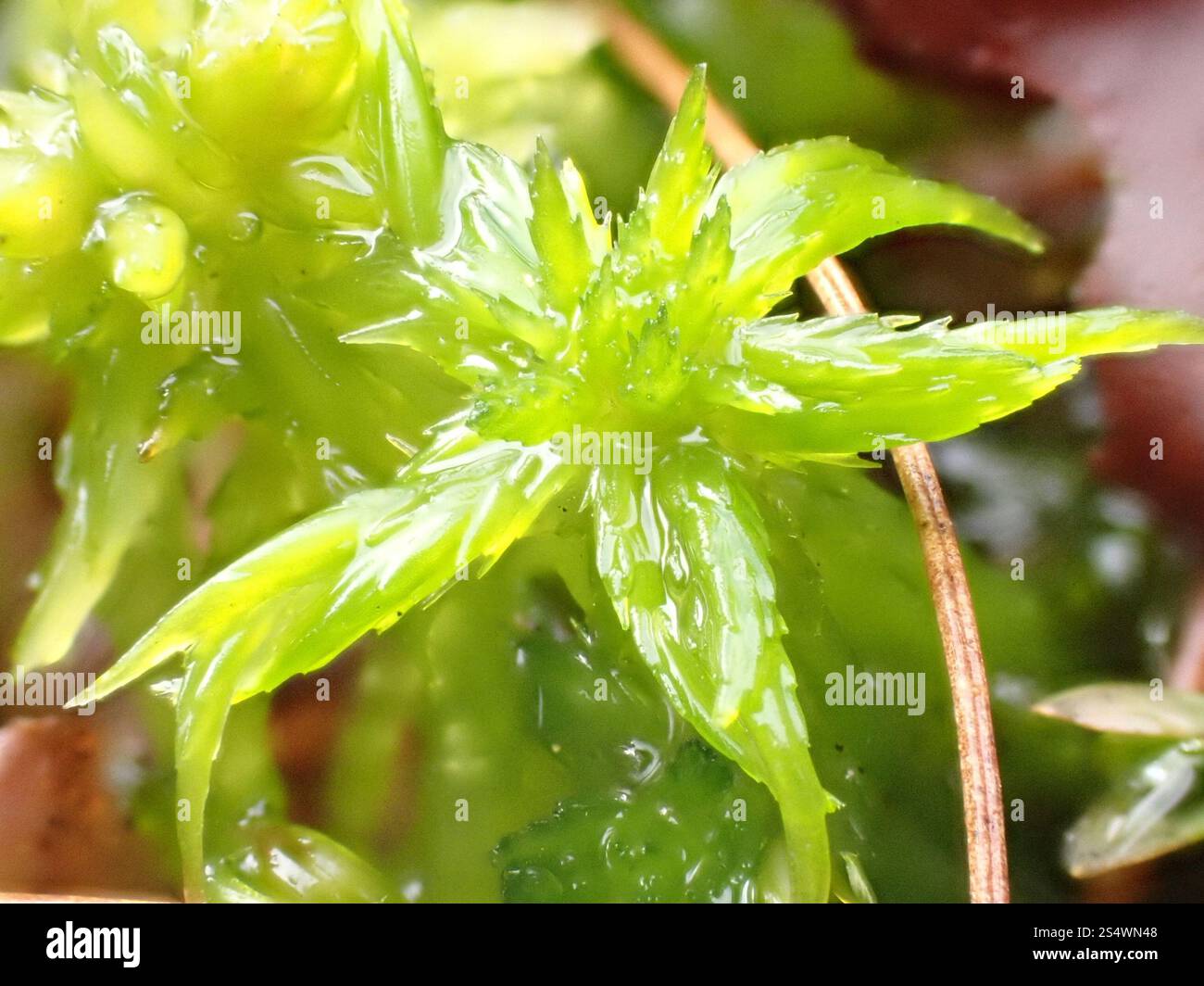 Cow-horn Bog-moss (Sphagnum denticulatum Stock Photo - Alamy