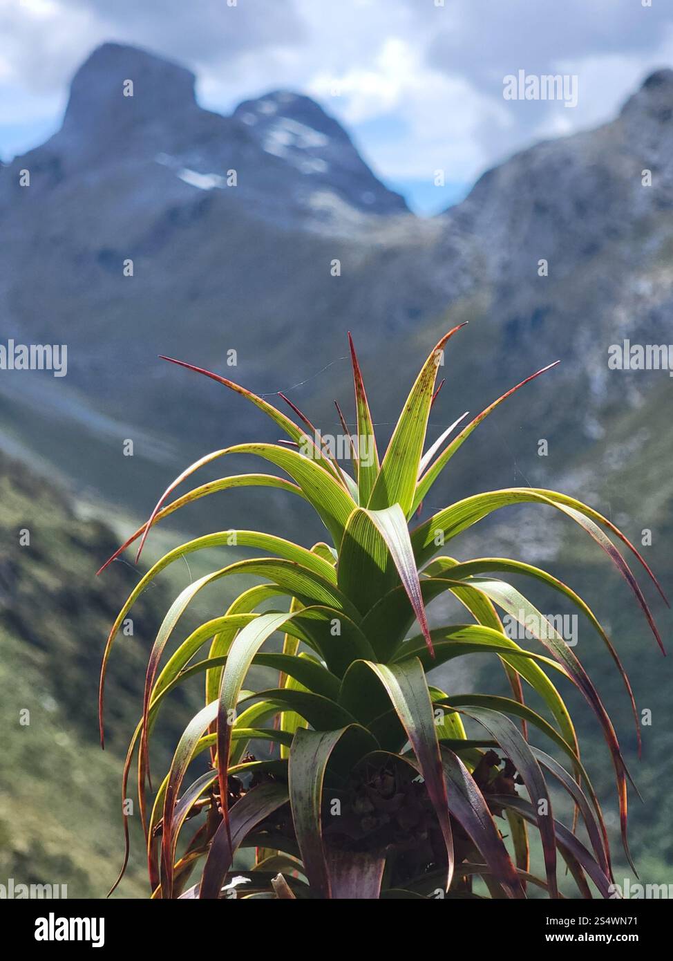 Pineapple Scrub (Dracophyllum menziesii Stock Photo - Alamy