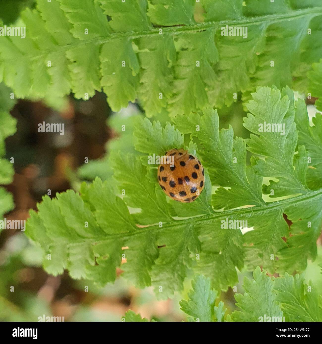 Vigintioctopunctata hi-res stock photography and images - Alamy