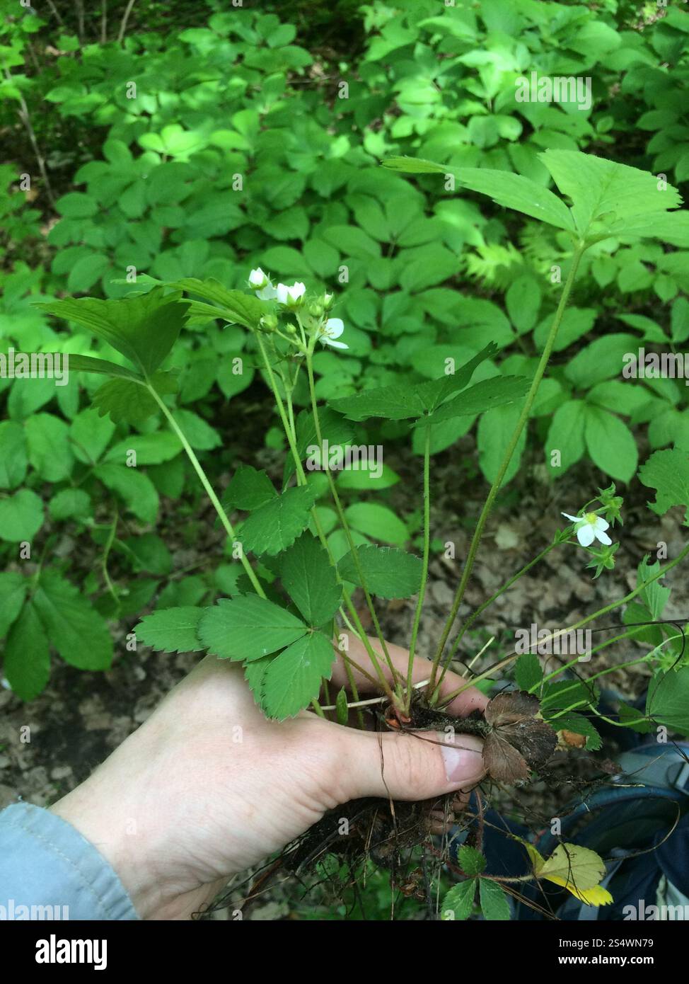 Common Virginia strawberry (Fragaria virginiana virginiana Stock Photo ...