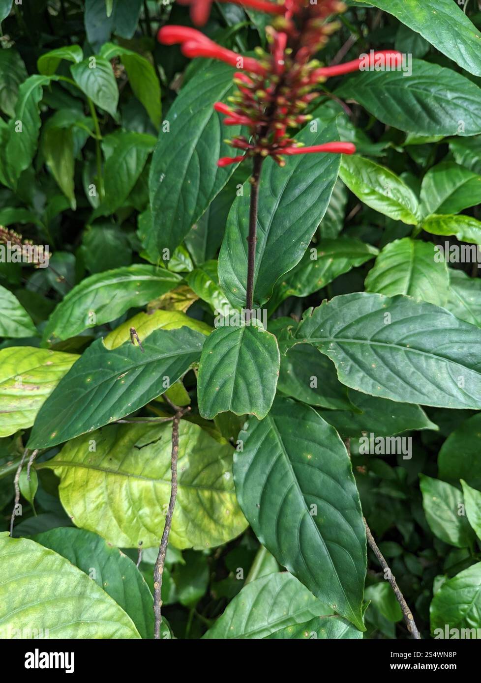 Firespike (Odontonema tubaeforme Stock Photo - Alamy